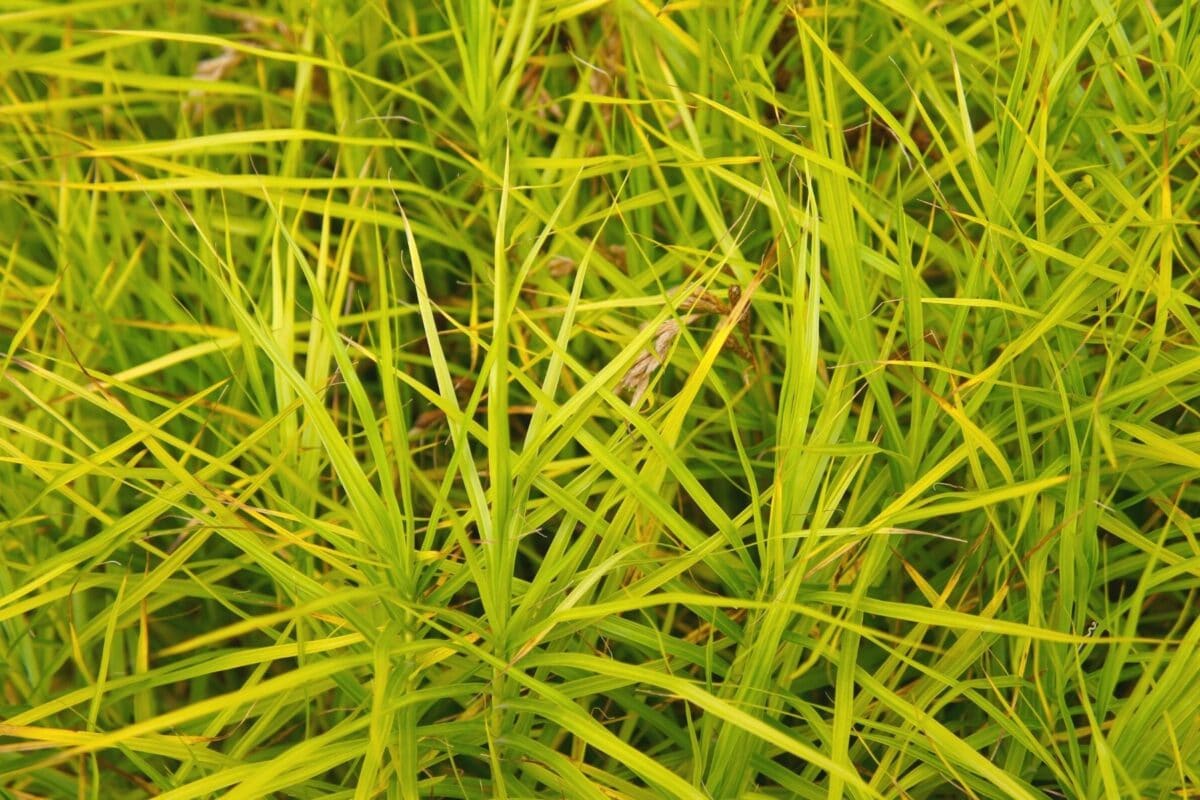 13 hohe Gräser als Sichtschutz für Kübel - Gartenrat.de