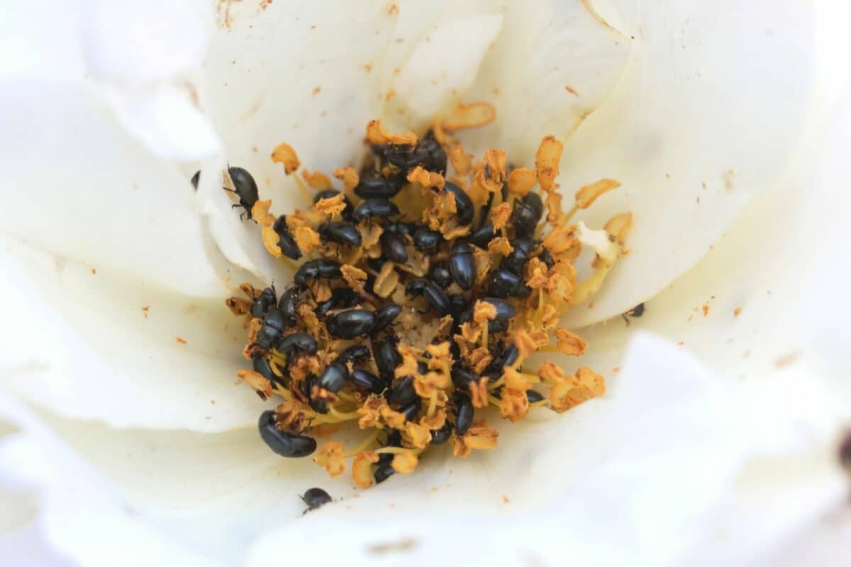 Wunderschone Kleine Schwarze Tierchen In Blumenerde Bild