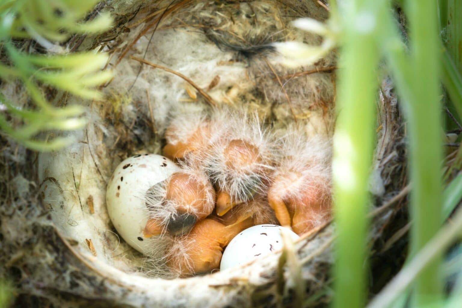 Vogeleier bestimmen: 20 Vogelarten mit Bild - Gartenrat.de