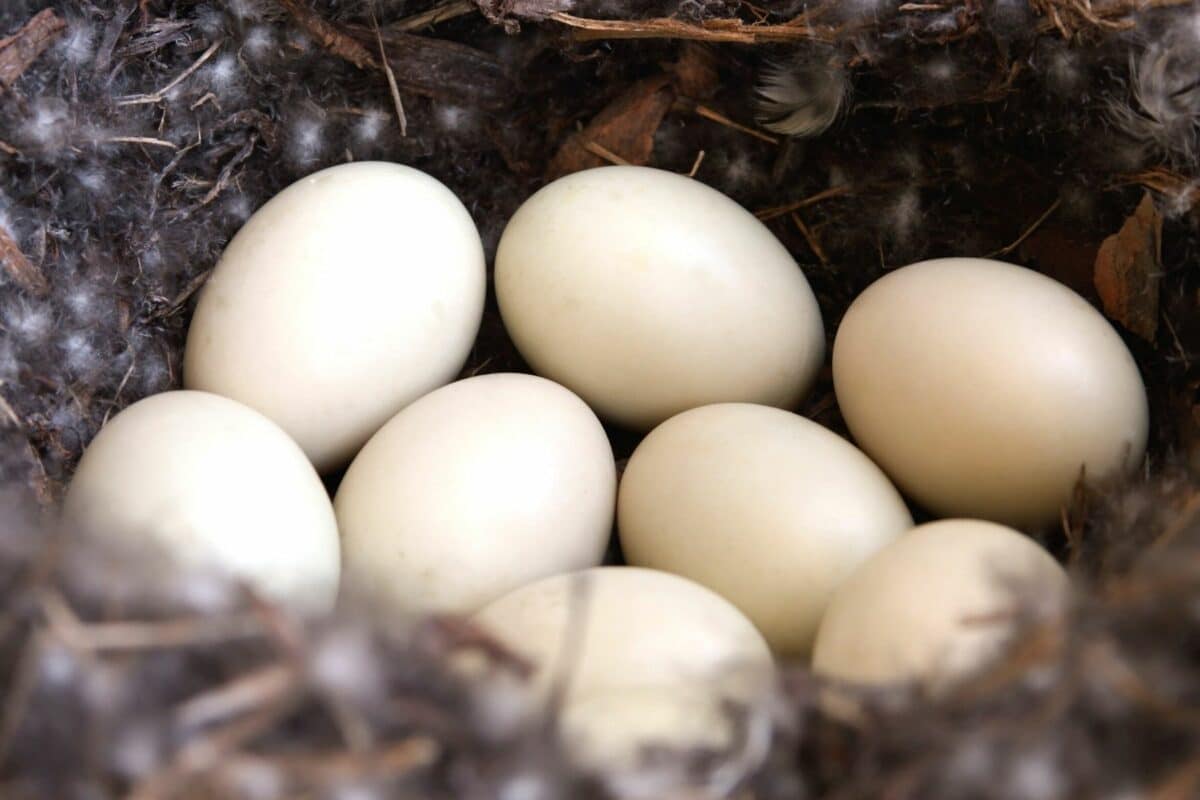Vogeleier bestimmen: 20 Vogelarten mit Bild - Gartenrat.de
