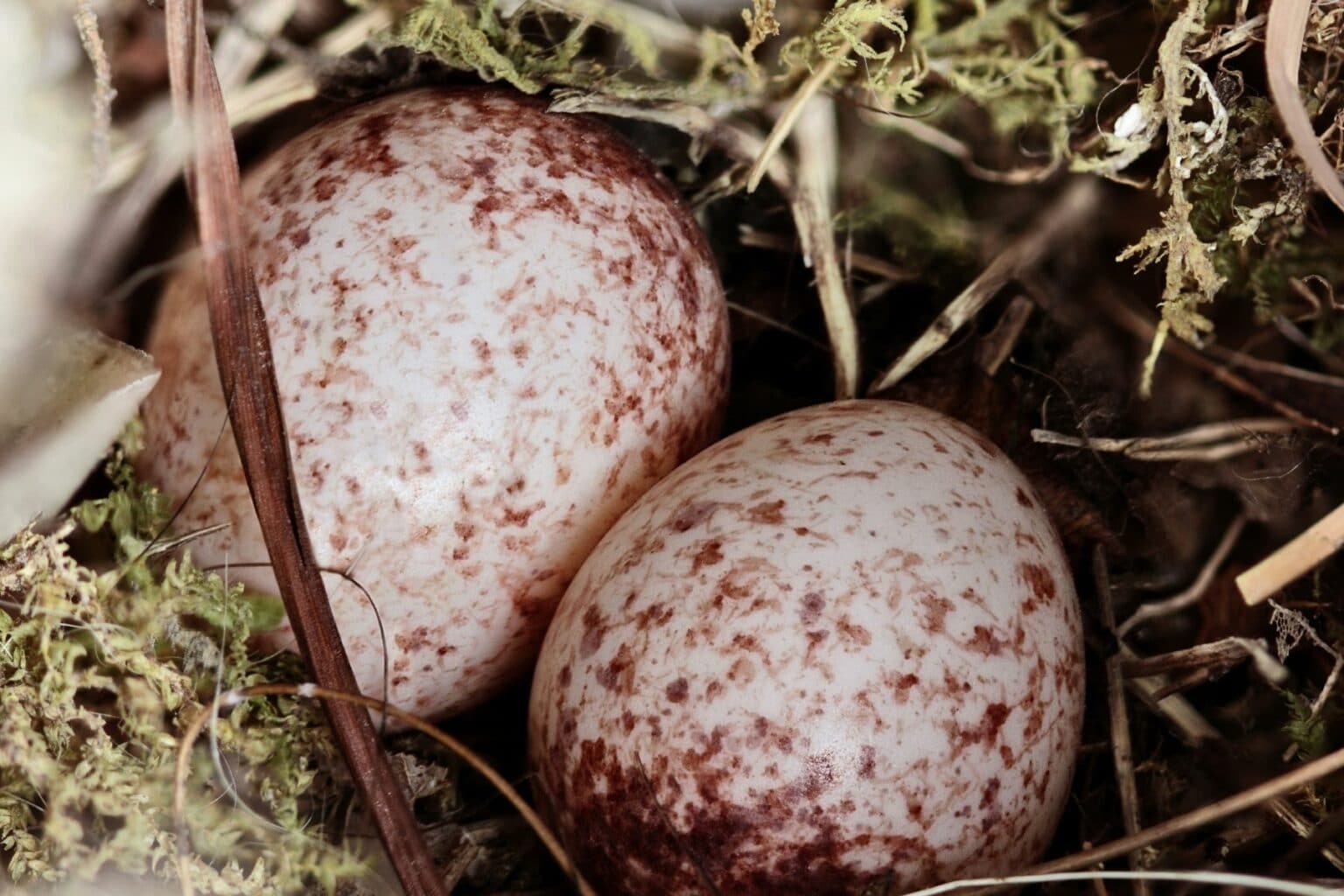 Vogeleier bestimmen: 20 Vogelarten mit Bild - Gartenrat.de
