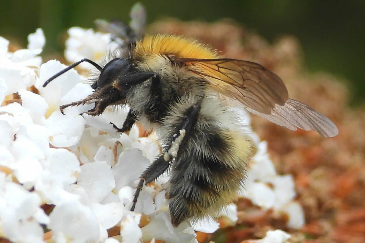 30 einheimische Insekten & Insektenarten in Deutschland - Gartenrat.de