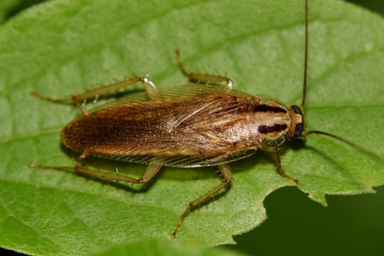 30 einheimische Insekten & Insektenarten in Deutschland - Gartenrat.de