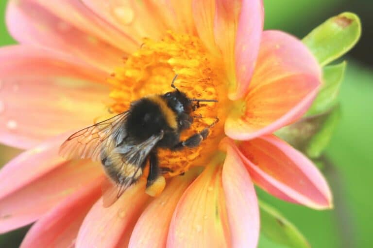 30 einheimische Insekten & Insektenarten in Deutschland - Gartenrat.de