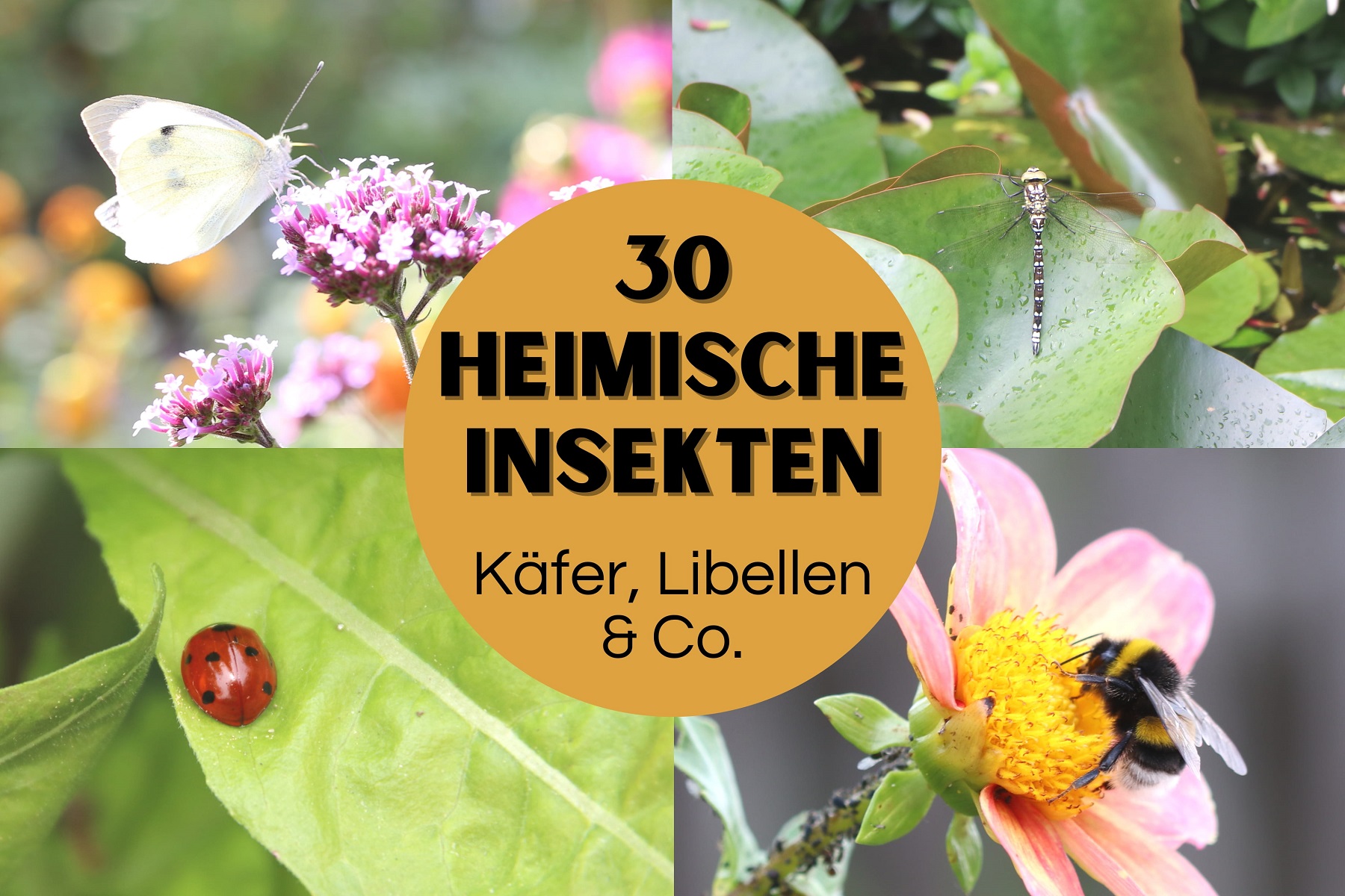 30 einheimische Insekten & Insektenarten in Deutschland - Gartenrat.de