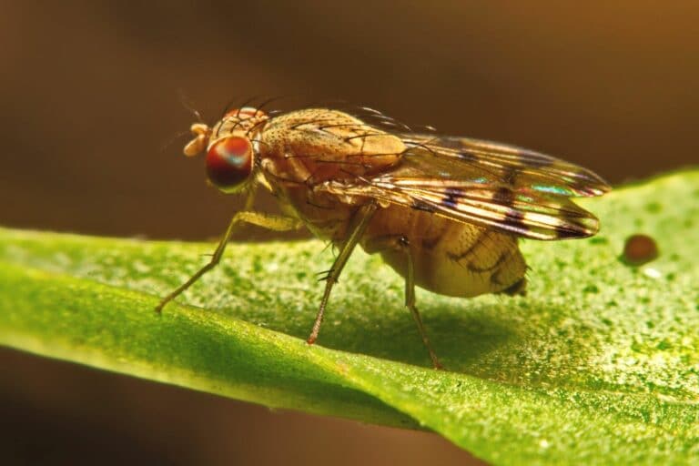 30 einheimische Insekten & Insektenarten in Deutschland - Gartenrat.de