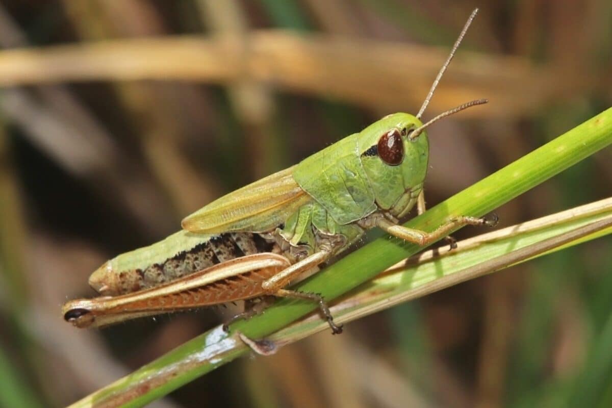 30 einheimische Insekten & Insektenarten in Deutschland - Gartenrat.de