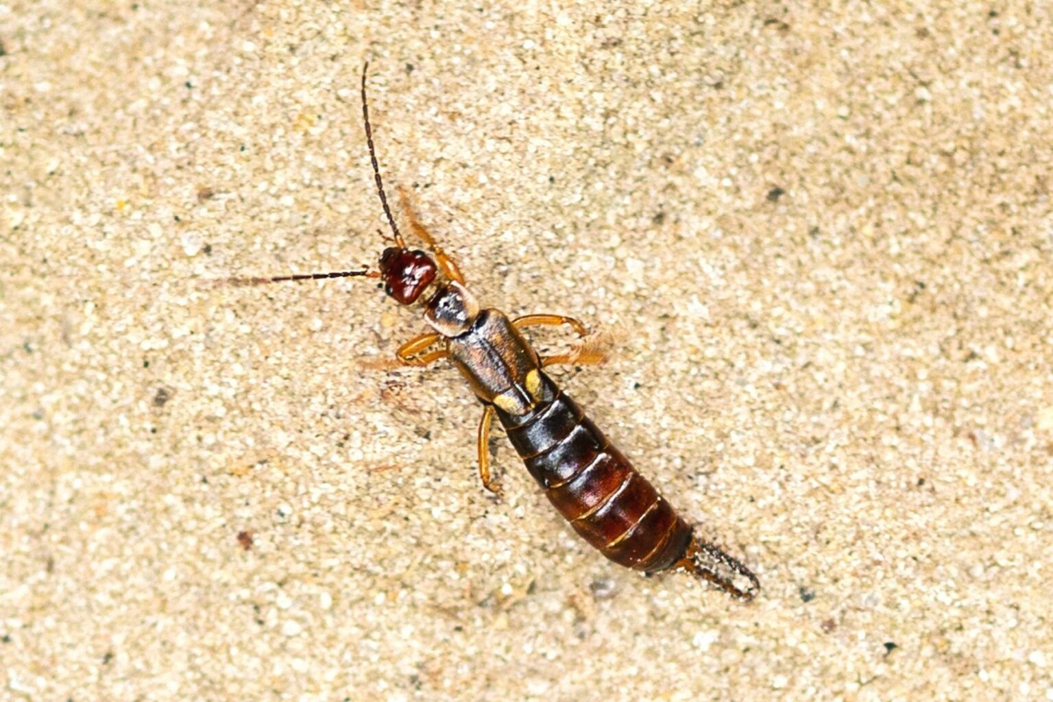 30 einheimische Insekten & Insektenarten in Deutschland - Gartenrat.de
