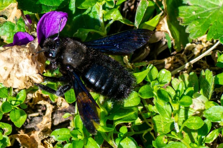 30 einheimische Insekten & Insektenarten in Deutschland - Gartenrat.de