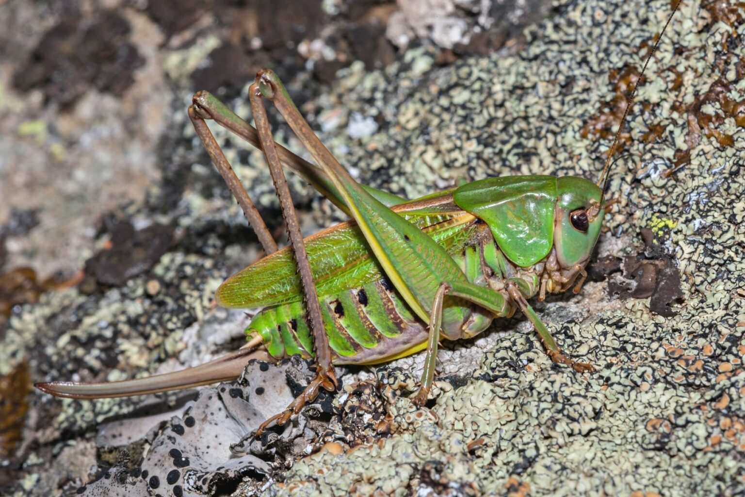 30 einheimische Insekten & Insektenarten in Deutschland - Gartenrat.de