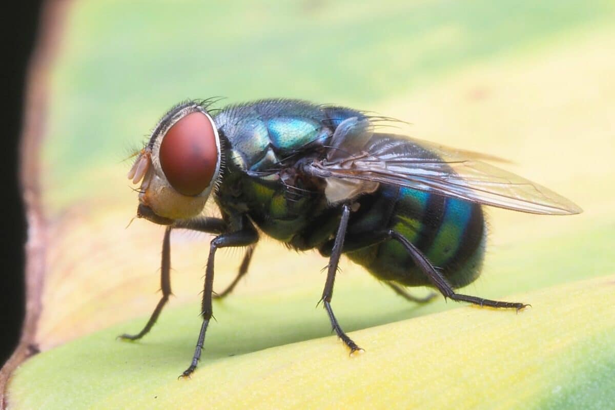 30 einheimische Insekten & Insektenarten in Deutschland - Gartenrat.de