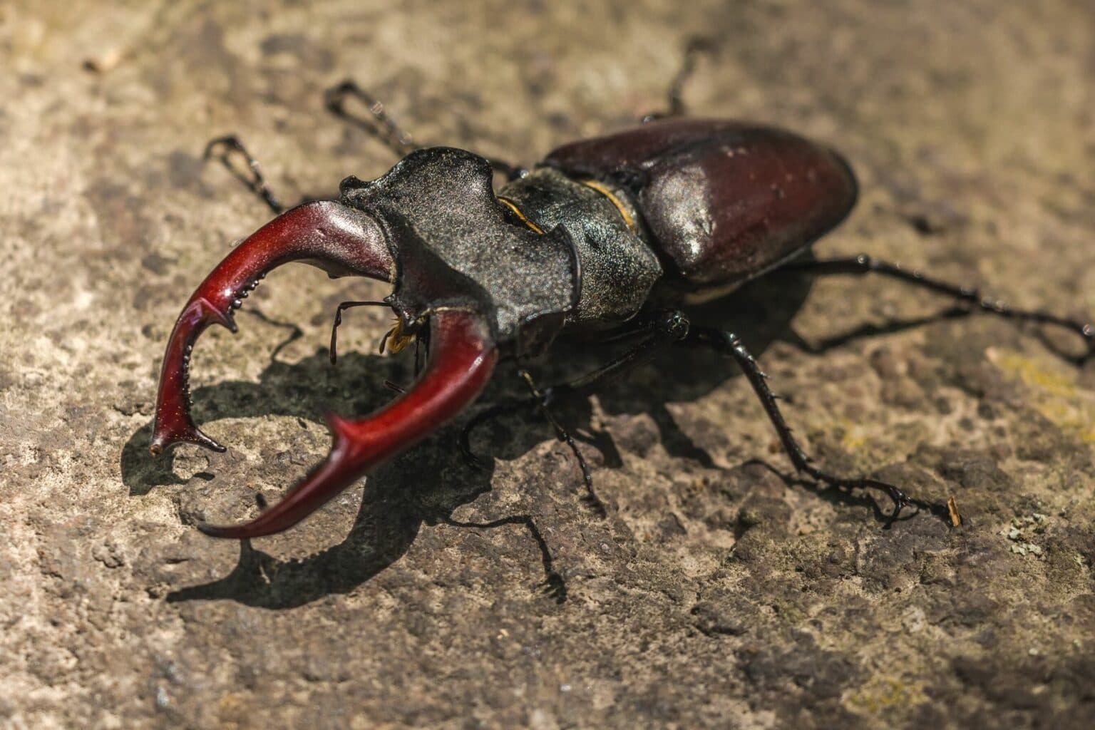 30 einheimische Insekten & Insektenarten in Deutschland - Gartenrat.de