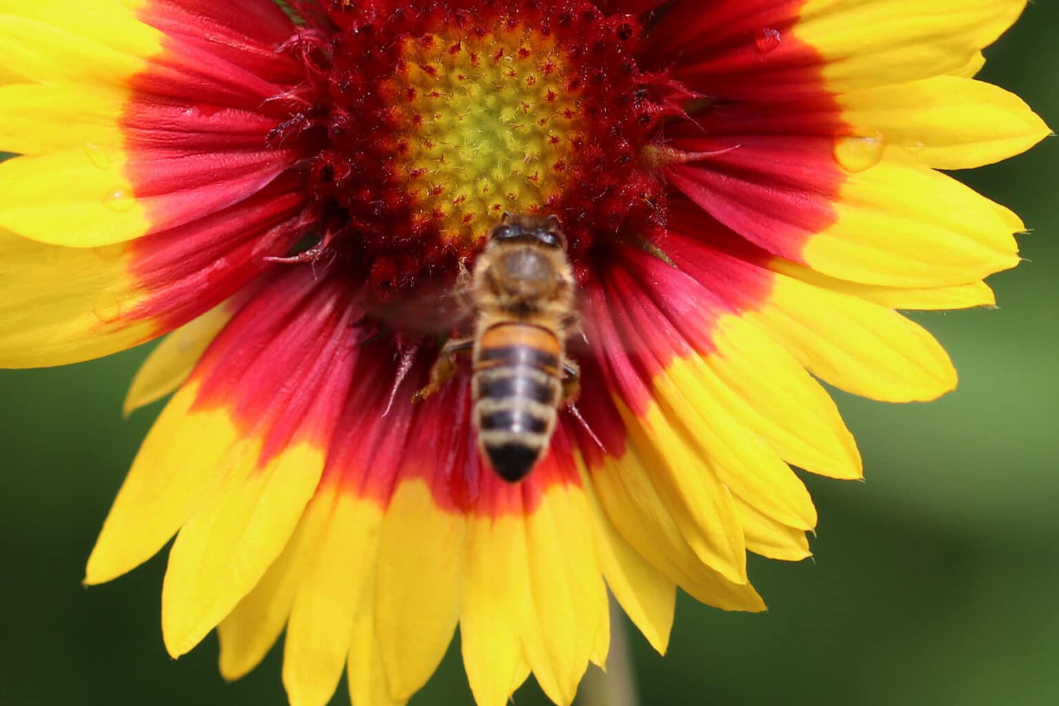 30 einheimische Insekten & Insektenarten in Deutschland - Gartenrat.de