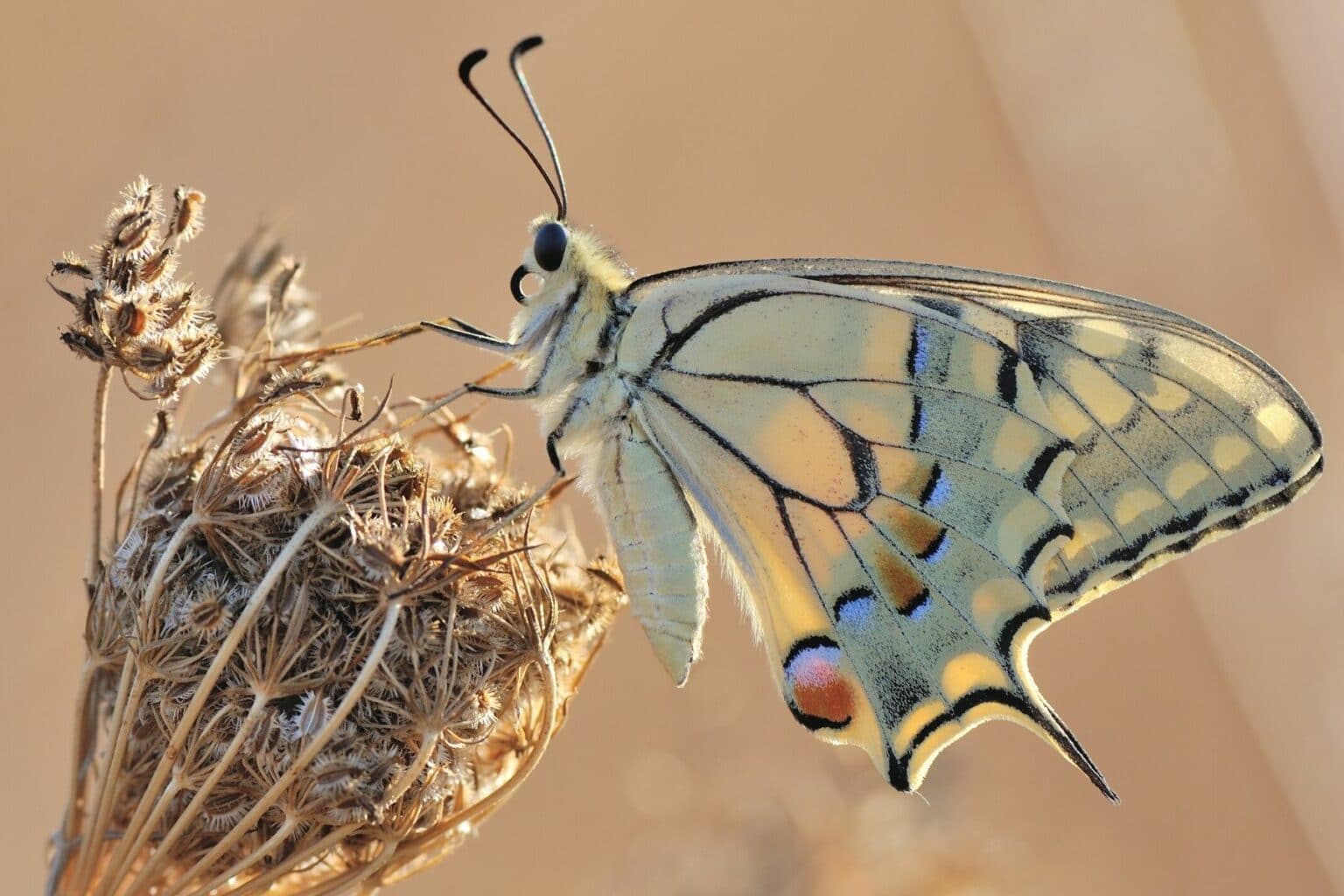 30 einheimische Insekten & Insektenarten in Deutschland - Gartenrat.de