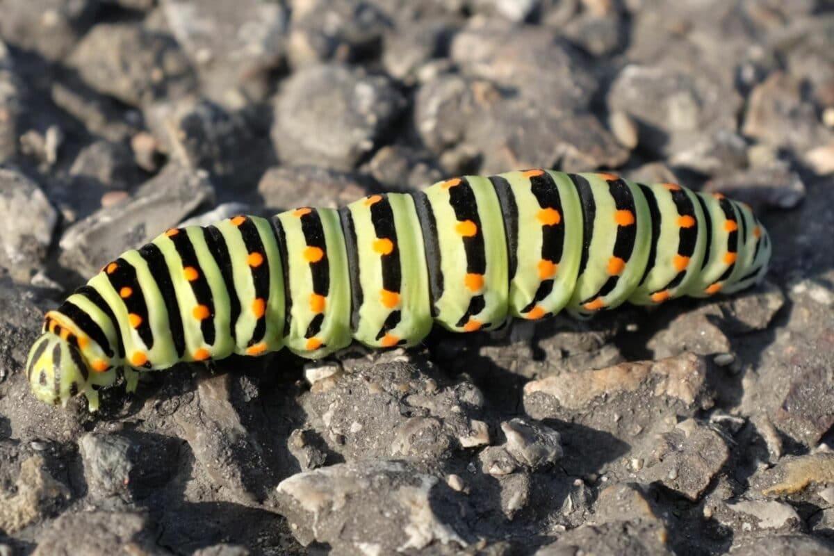 Kleine grüne Raupe: 16 heimische Arten - Gartenrat.de