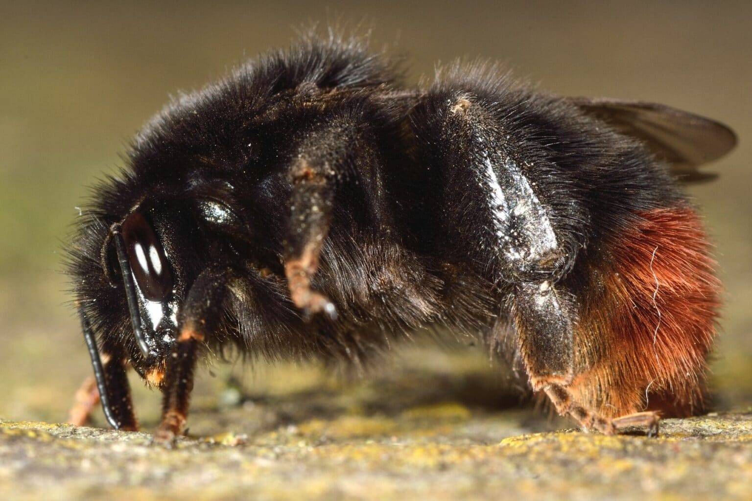 30 einheimische Insekten & Insektenarten in Deutschland - Gartenrat.de
