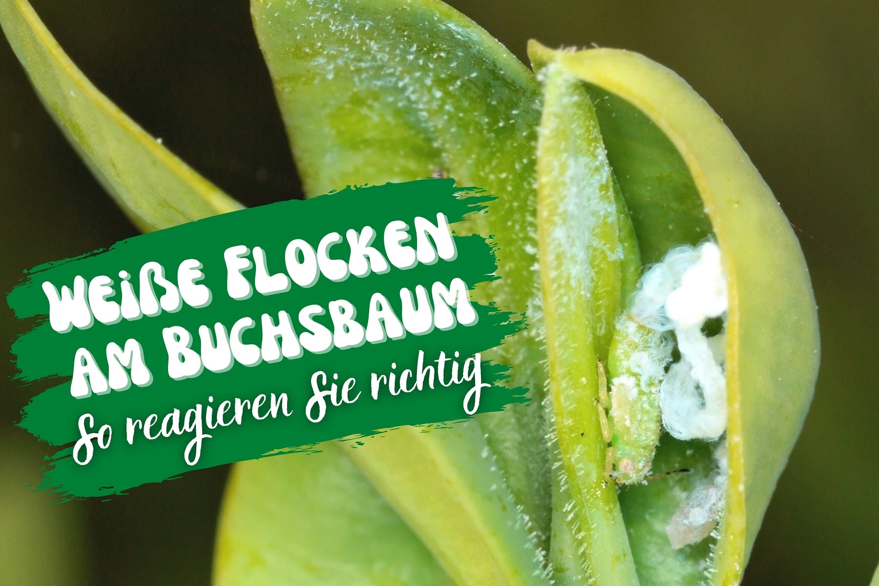 Buchsbaum Krankheiten Weiãƒåe Flocken