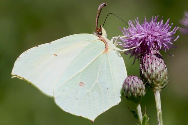 30 einheimische Insekten & Insektenarten in Deutschland - Gartenrat.de