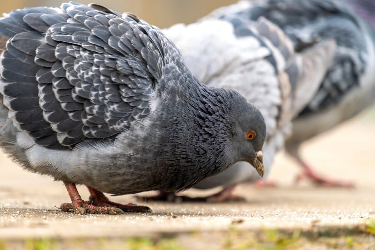 Vögel: Kann man Tauben mit Essig vertreiben? - Gartenrat.de