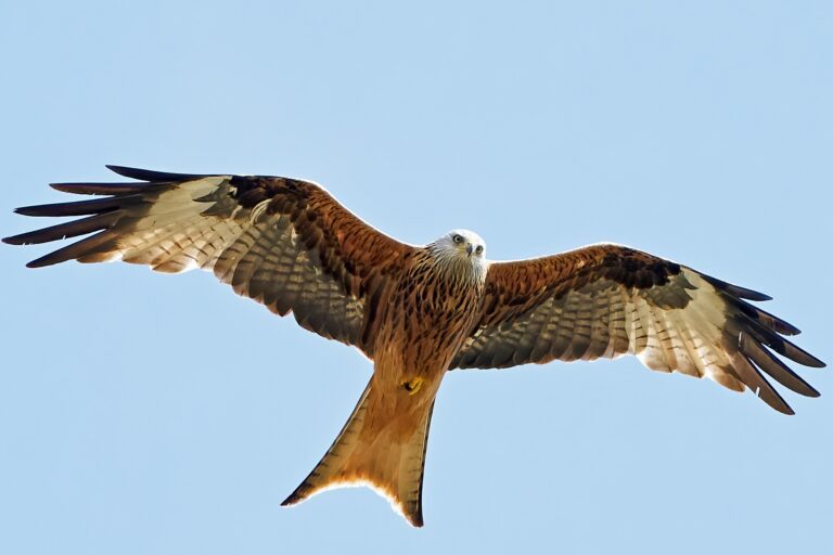17 Greifvögel mit dem Flugbild bestimmen - Gartenrat.de