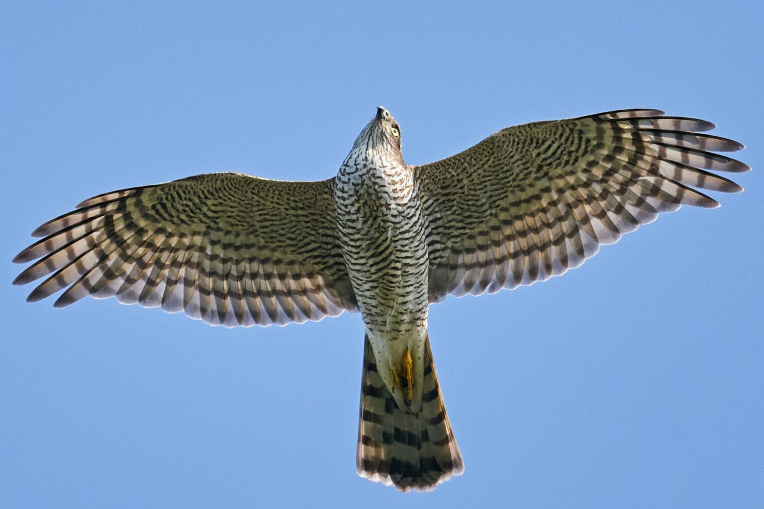 17 Greifvögel mit dem Flugbild bestimmen - Gartenrat.de