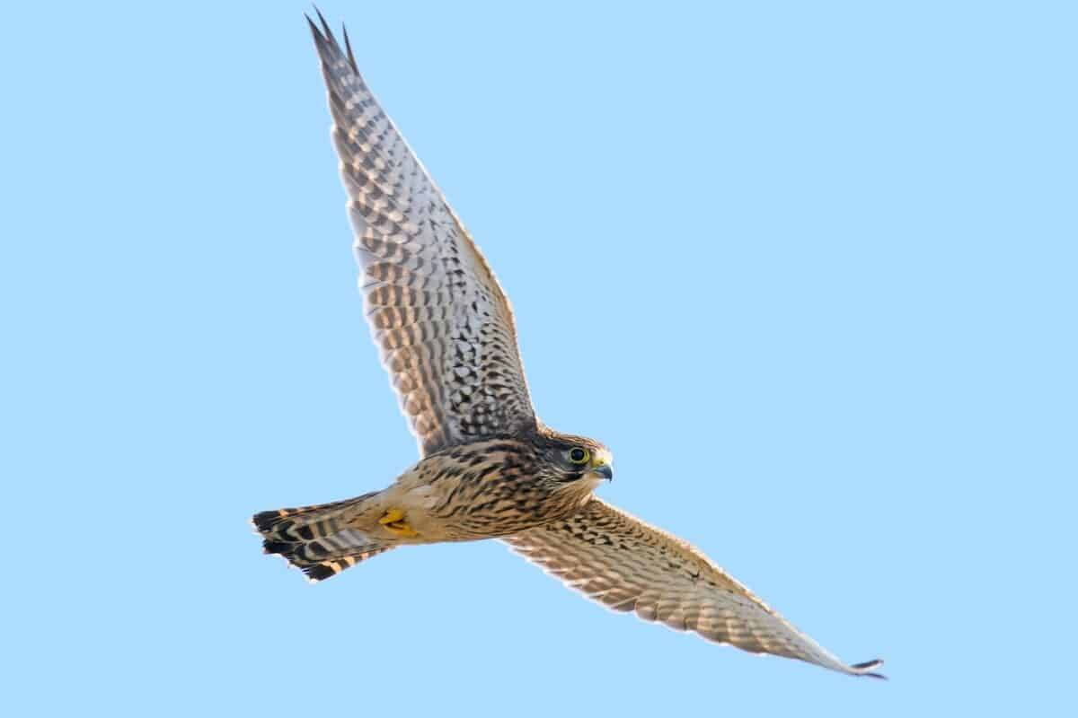 17 Greifvögel mit dem Flugbild bestimmen - Gartenrat.de