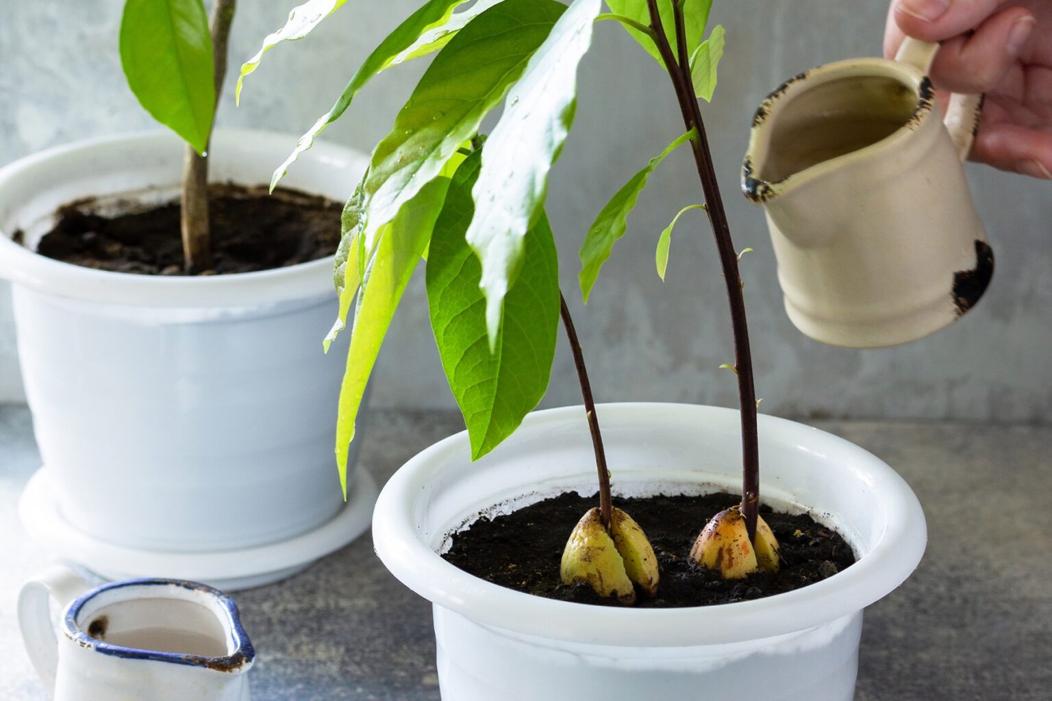 Avocado-Pflanze richtig überwintern - Gartenrat.de