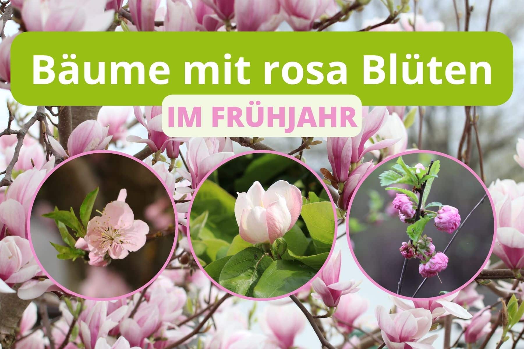 Rosa blühende Bäume im Frühling - Gartenrat.de
