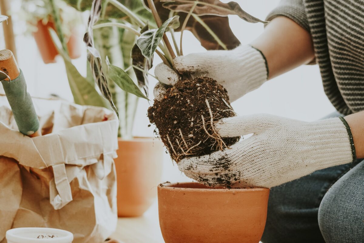 Weiße Milben an Pflanzen: was dagegen tun? - Gartenrat.de
