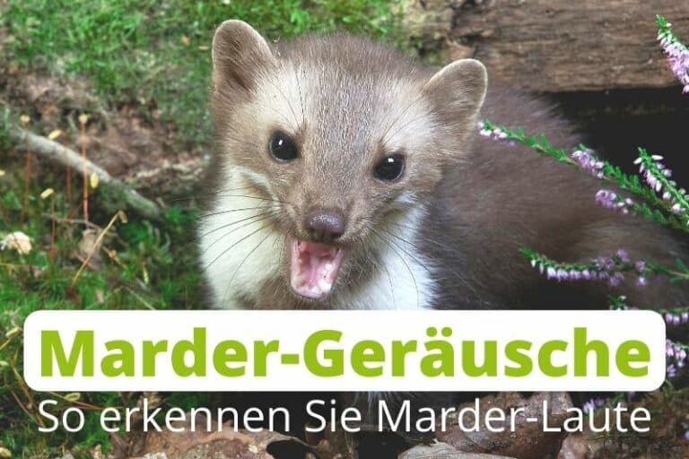 Wie Macht Ein Marder